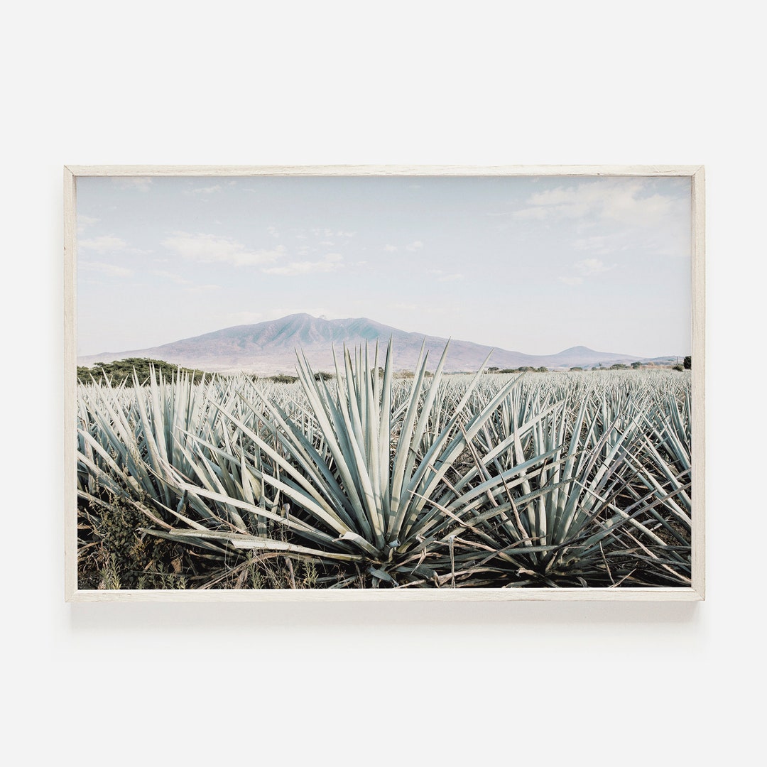 Rows of Agave Wall Art, Agave Ranch Poster, Mexico Cactus Photo ...