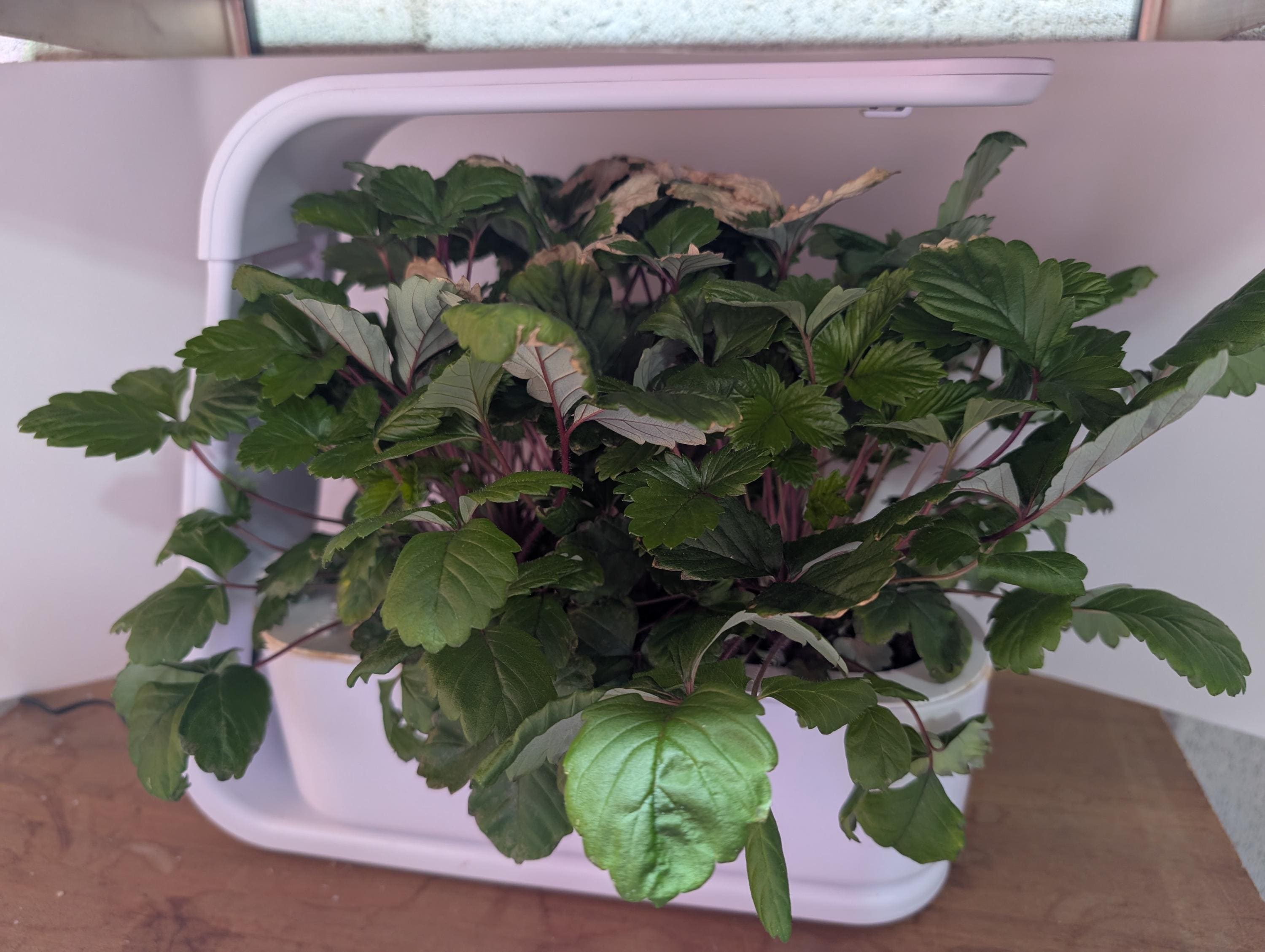 Aerogarden Sprout - Strawberry Planter Basket Insert / Replacement ...