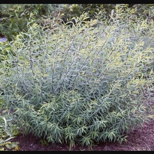 Purple Willow Salix Nana Stem Cuttings - Etsy