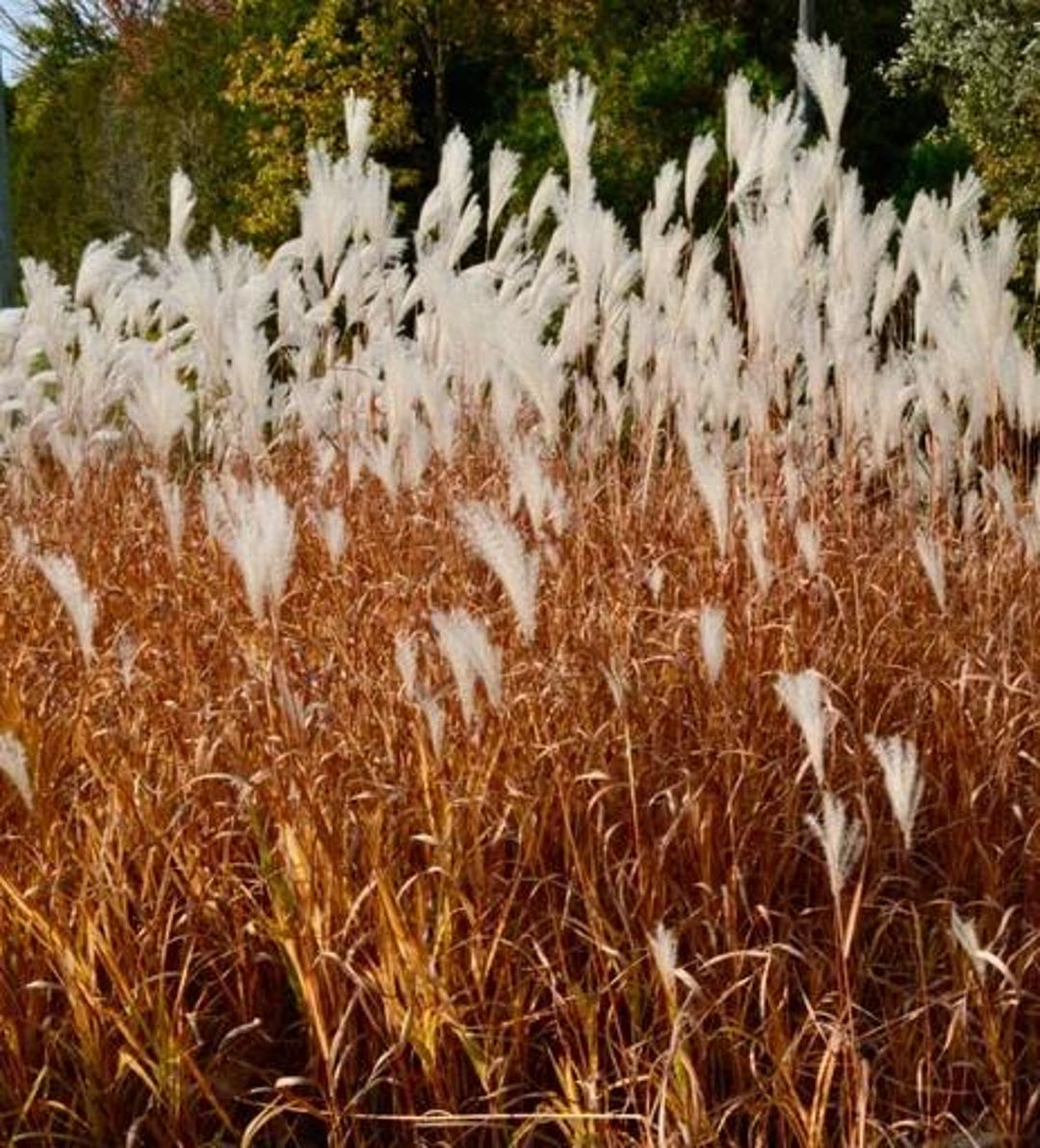 Adagio Fire Grass Miscanthus Ornamental Landscaping Grasses - Etsy