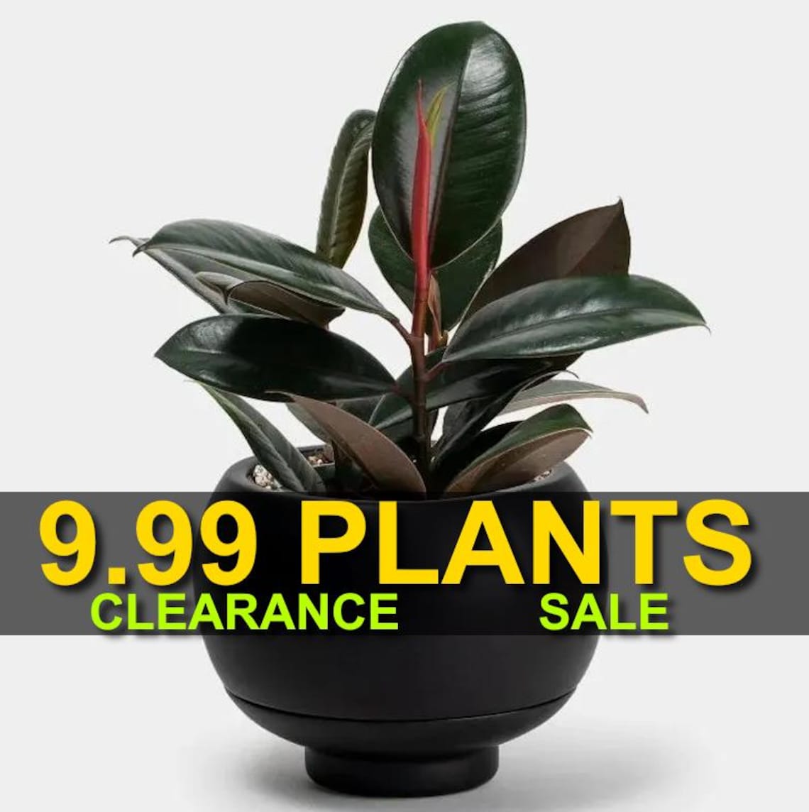 Black Rubber Tree Ficus Elastica Burgundy - Etsy