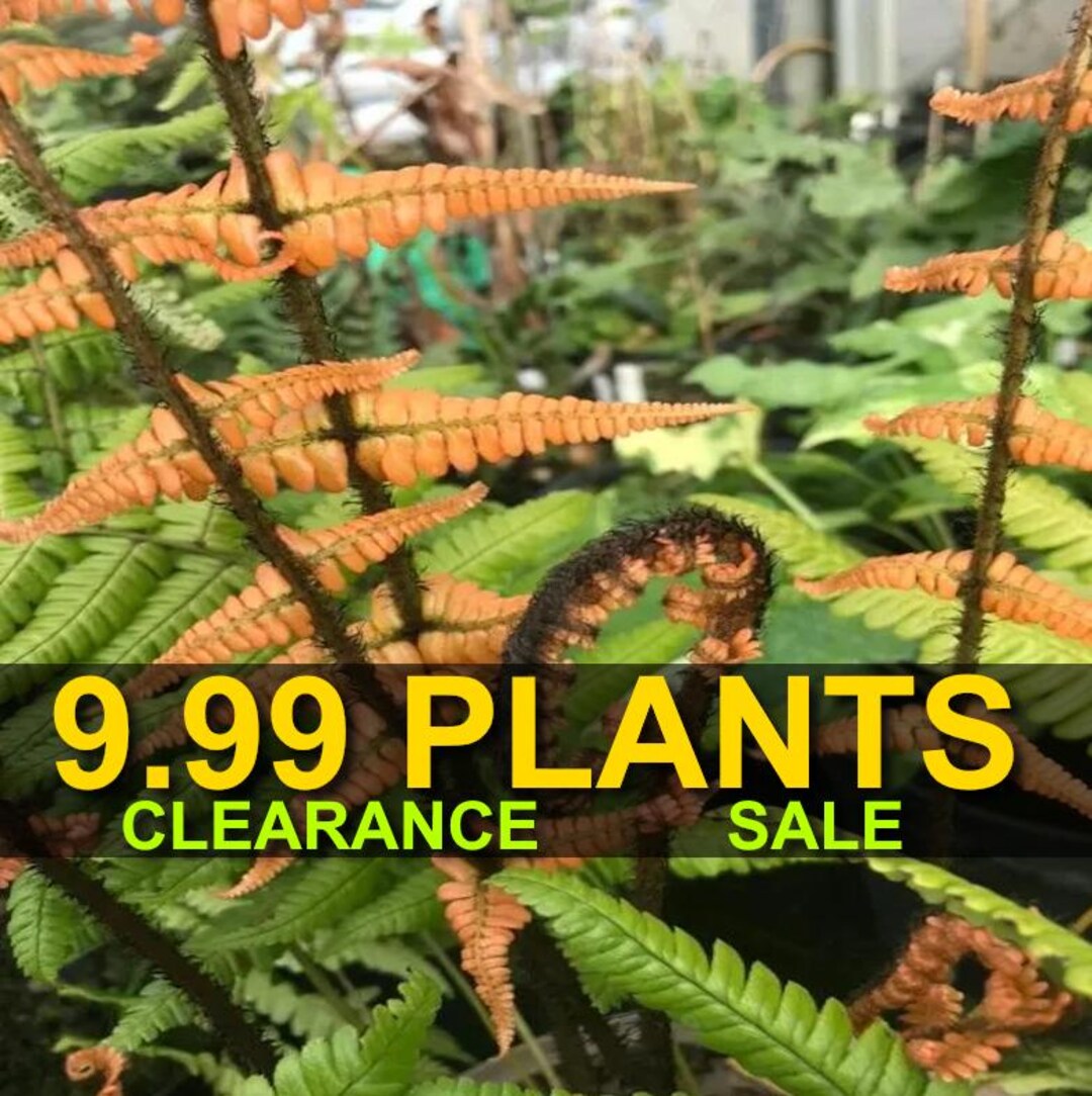Jurassic Gold Fern Plant Live in Pot - Etsy