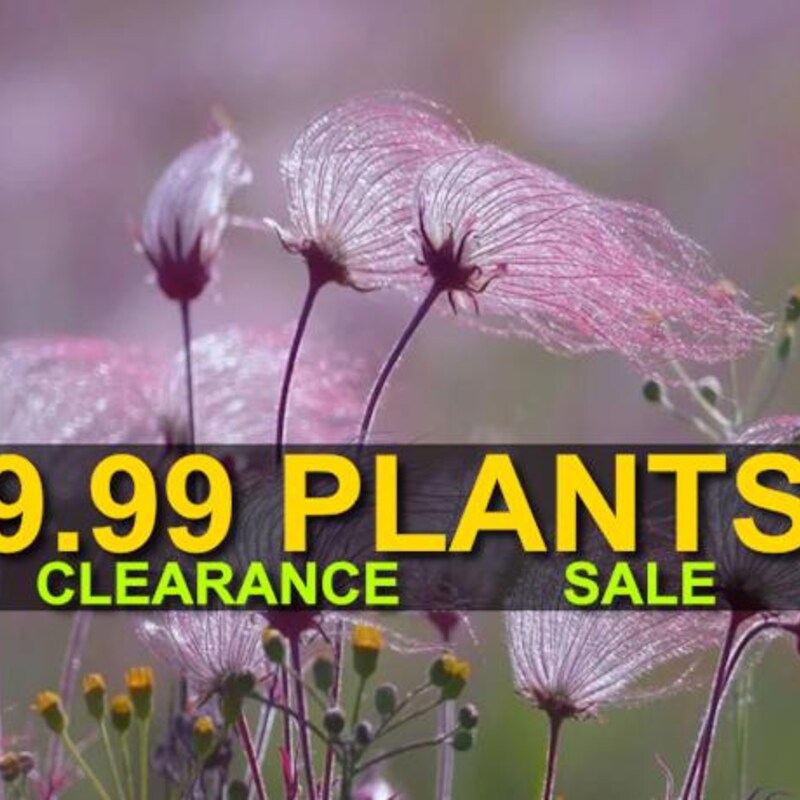 Prairie Smoke - Etsy