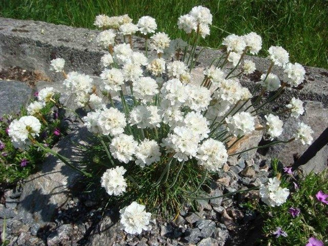 White Sea Thrift Perennial Flower Plants - Etsy