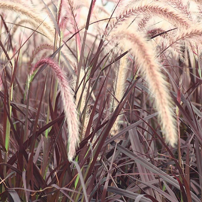 Purple Muhly Grass Plants - Etsy