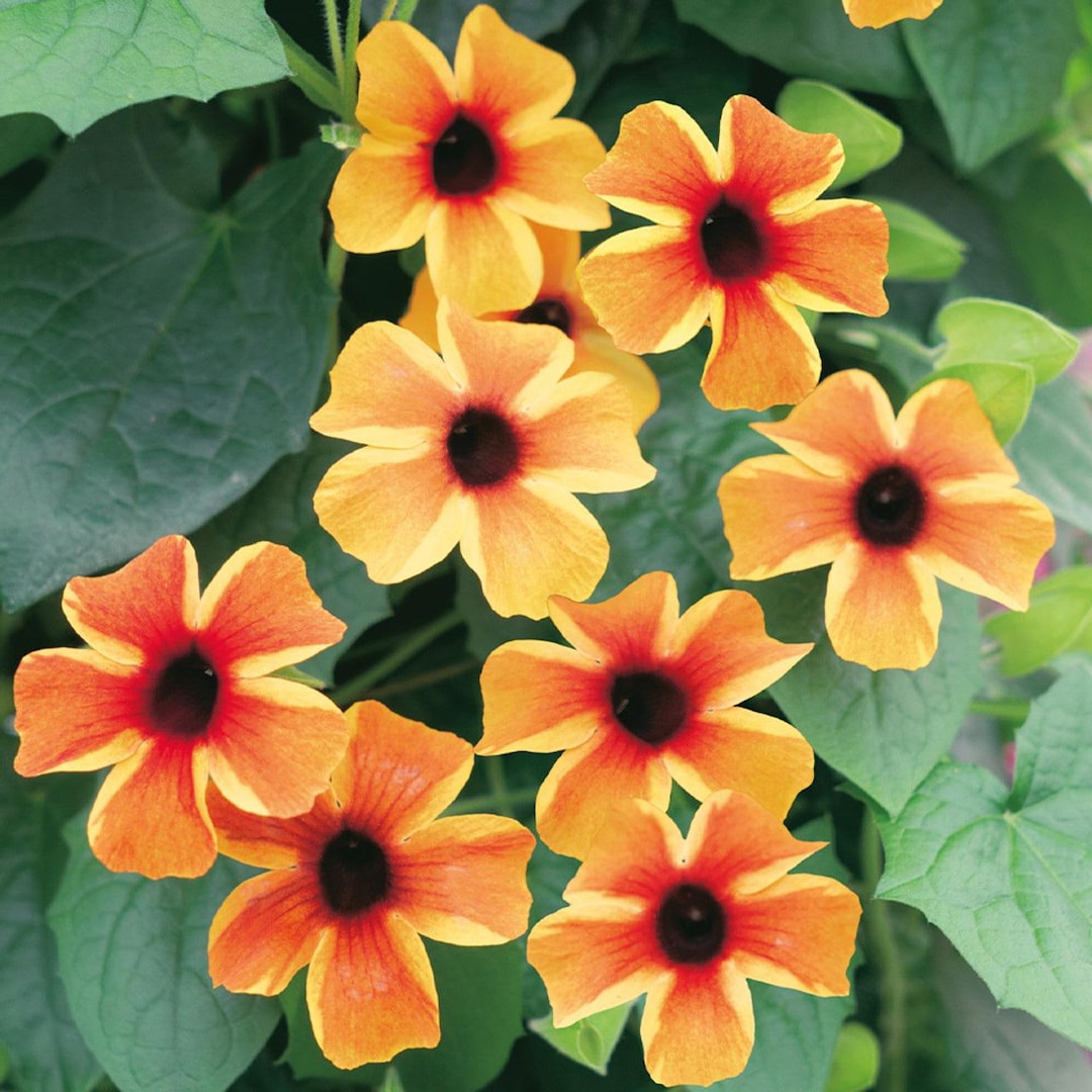 Amber Stripes Black Eyed Susan Vine - Etsy