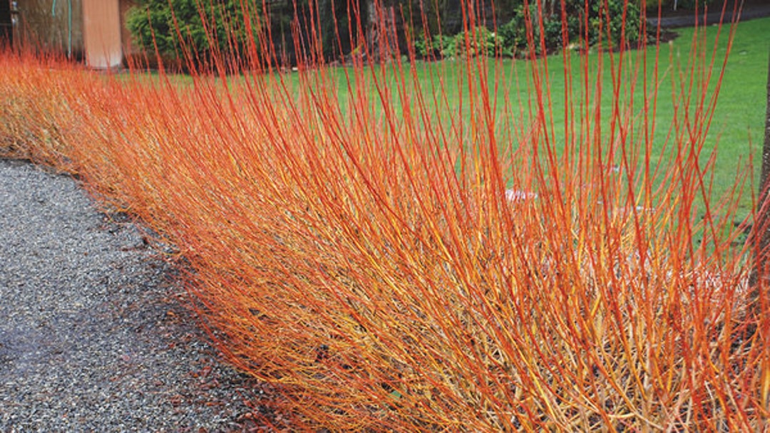 Orange Flame Willow Cuttings Bundle Salix - Etsy