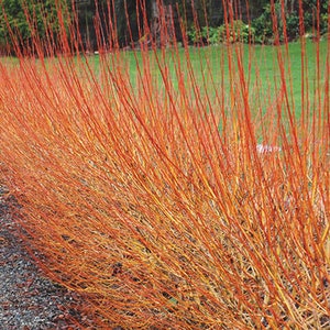 Orange Flame Willow Cuttings Bundle Salix - Etsy