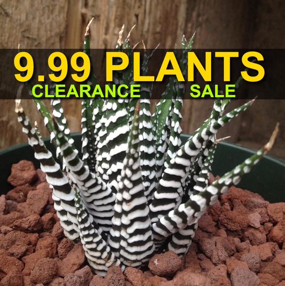 Clearance Sale - Super Zebra Aloe Plant Succulent Haworthia Houseplant ...
