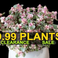 Rare Variegated Pink Elephant Bush, Portulacaria Afra Variegata Live ...