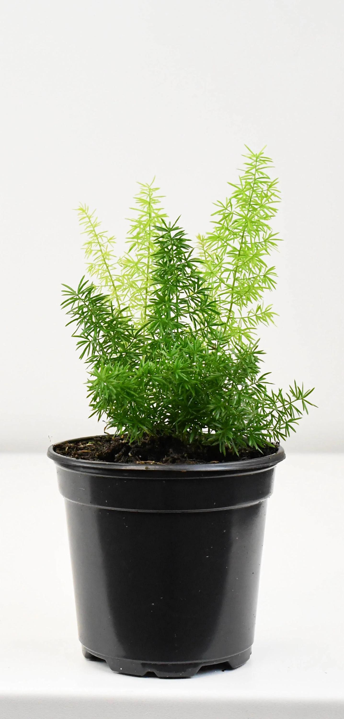 Foxtail Fern Plant Live in Pot - Etsy