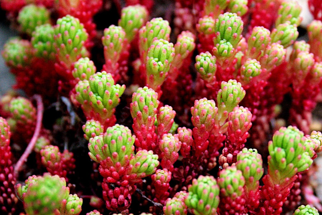 Red Wiggle Sedum Variegated Ground Cover Plants - Etsy