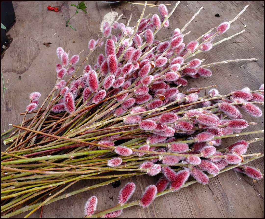Pink Pussy Willow Salix Gracilistyla ‘mt Aso' Japanese Pink Pussy ...