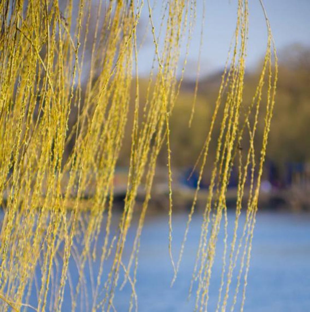 Golden Niobe Weeping Willow Tree Salix Plant Cuttings - Etsy