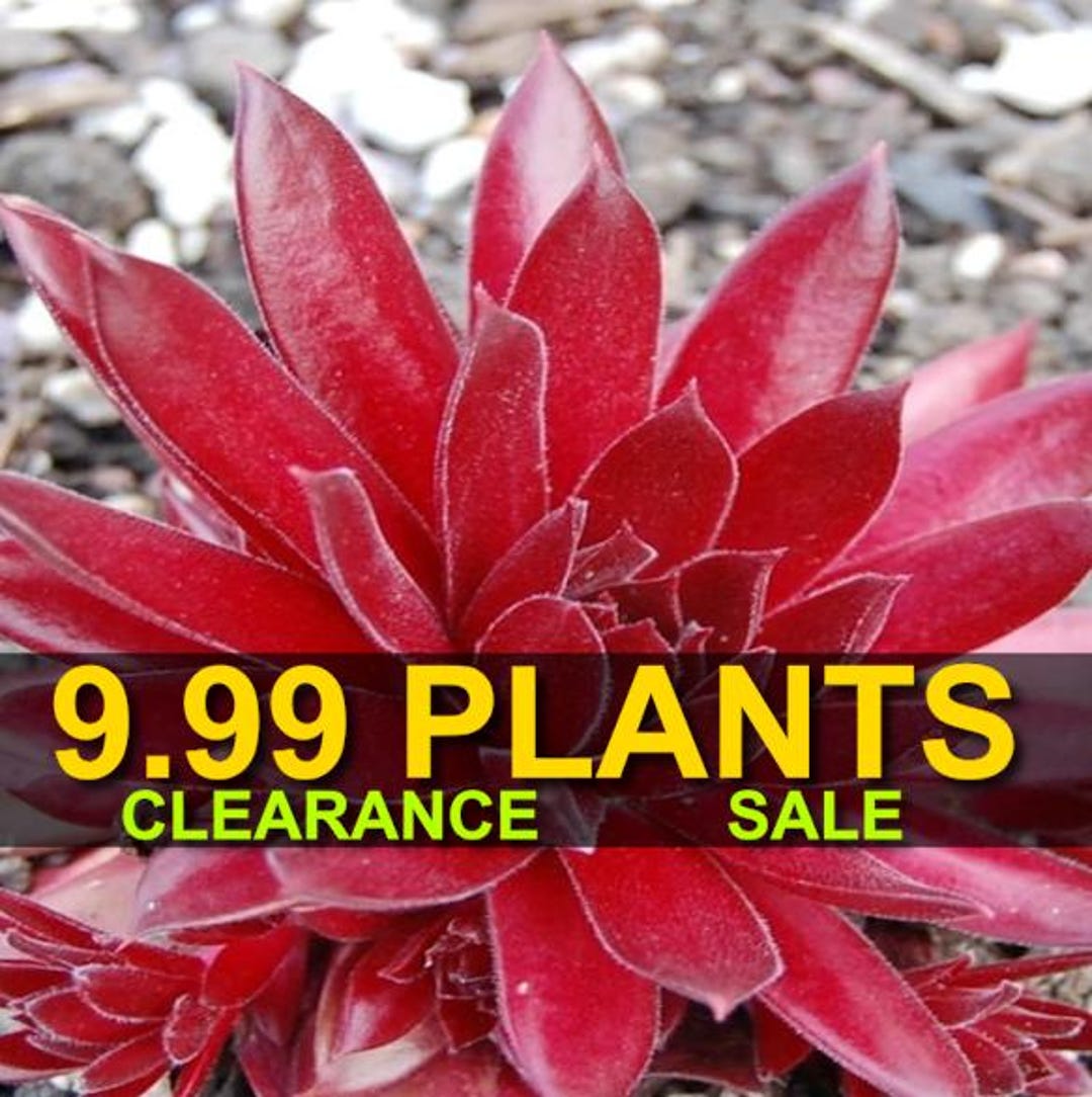 Clearance Sale - Red Royal Ruby Hen and Chicks Sempervivum Succulent ...