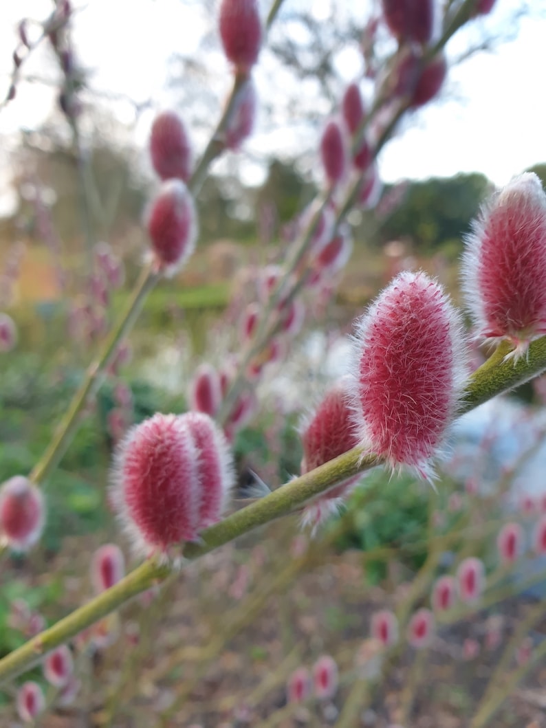 Pink Pussy Willow Salix Gracilistyla ‘mt Aso' Japanese Pink Pussy ...