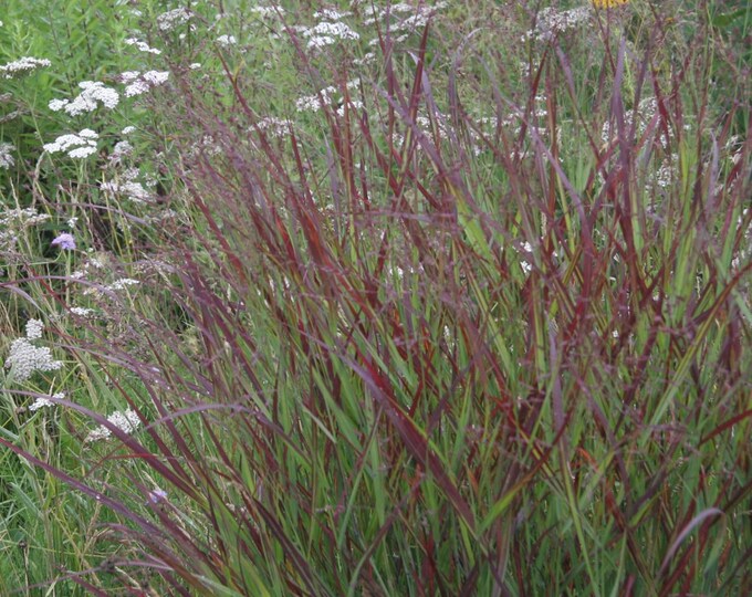 Shenandoah Red Switch Grass Live Potted Perennial Plants - Etsy