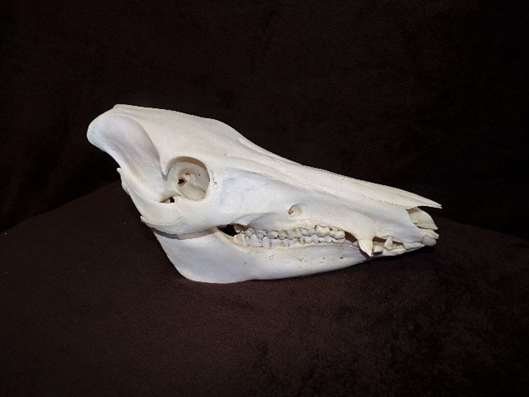 Hog Skull - Etsy