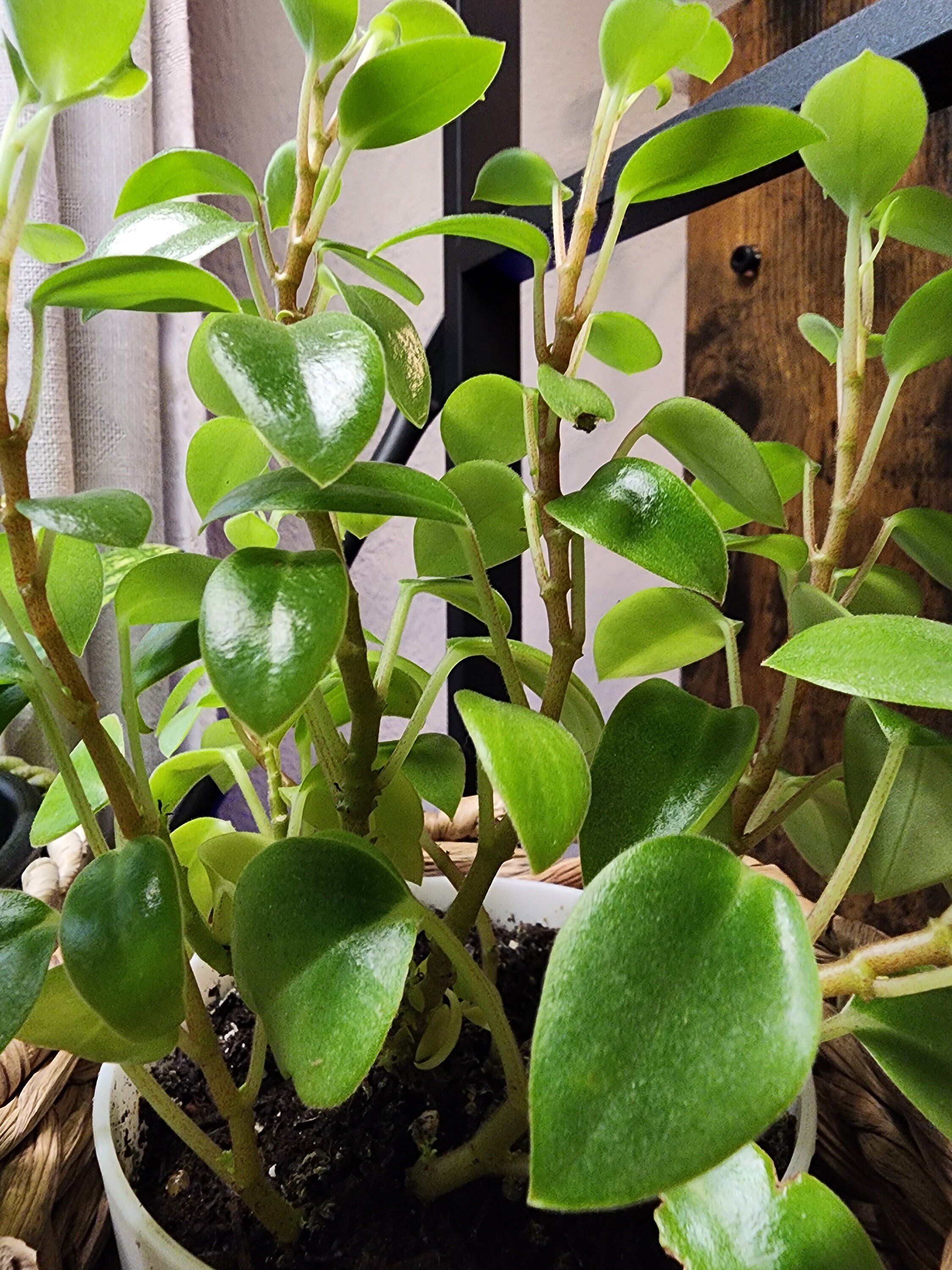 Peperomia Orba 'pixie Lime' Semi-succulent - Etsy