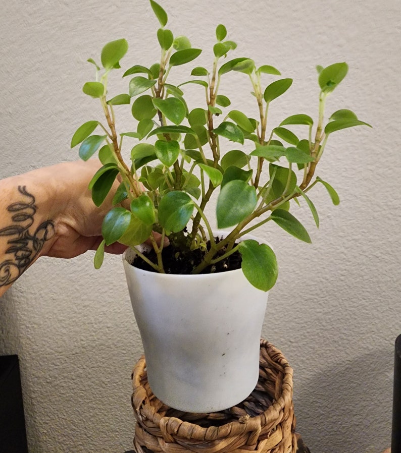 Peperomia Orba 'pixie Lime' Semi-succulent - Etsy