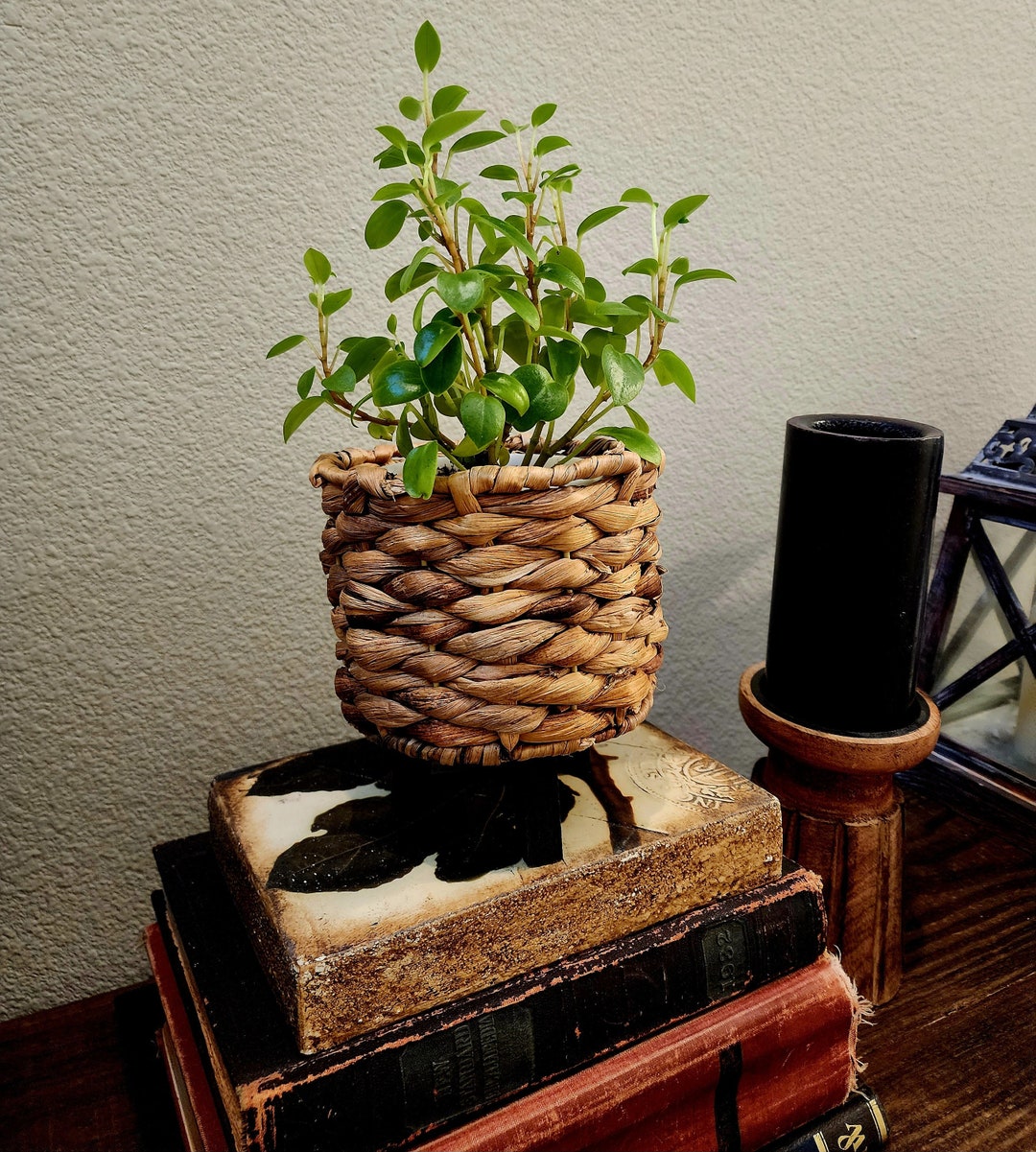 Peperomia Orba 'pixie Lime' Semi-succulent - Etsy
