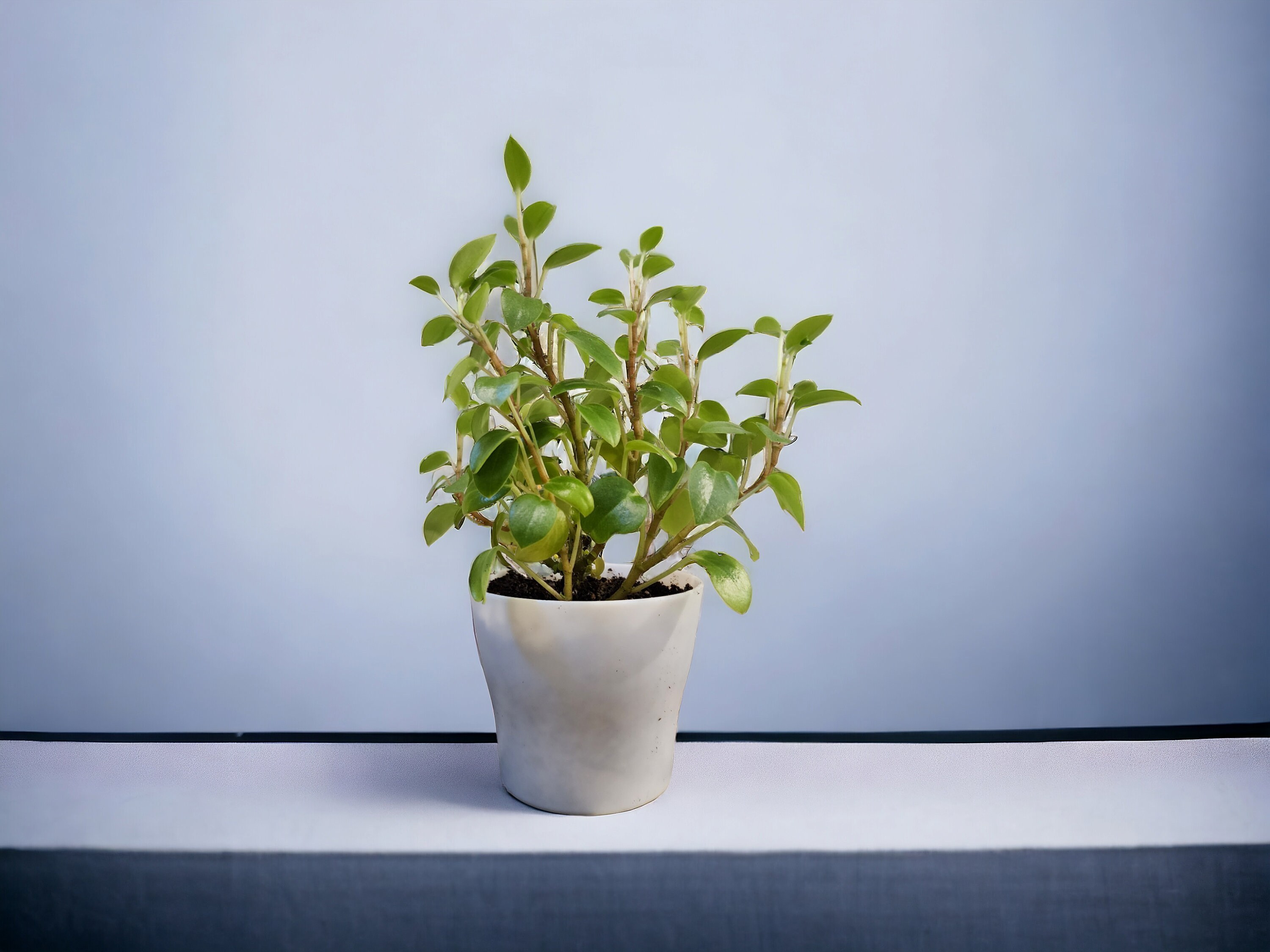 Peperomia Orba 'pixie Lime' Semi-succulent - Etsy