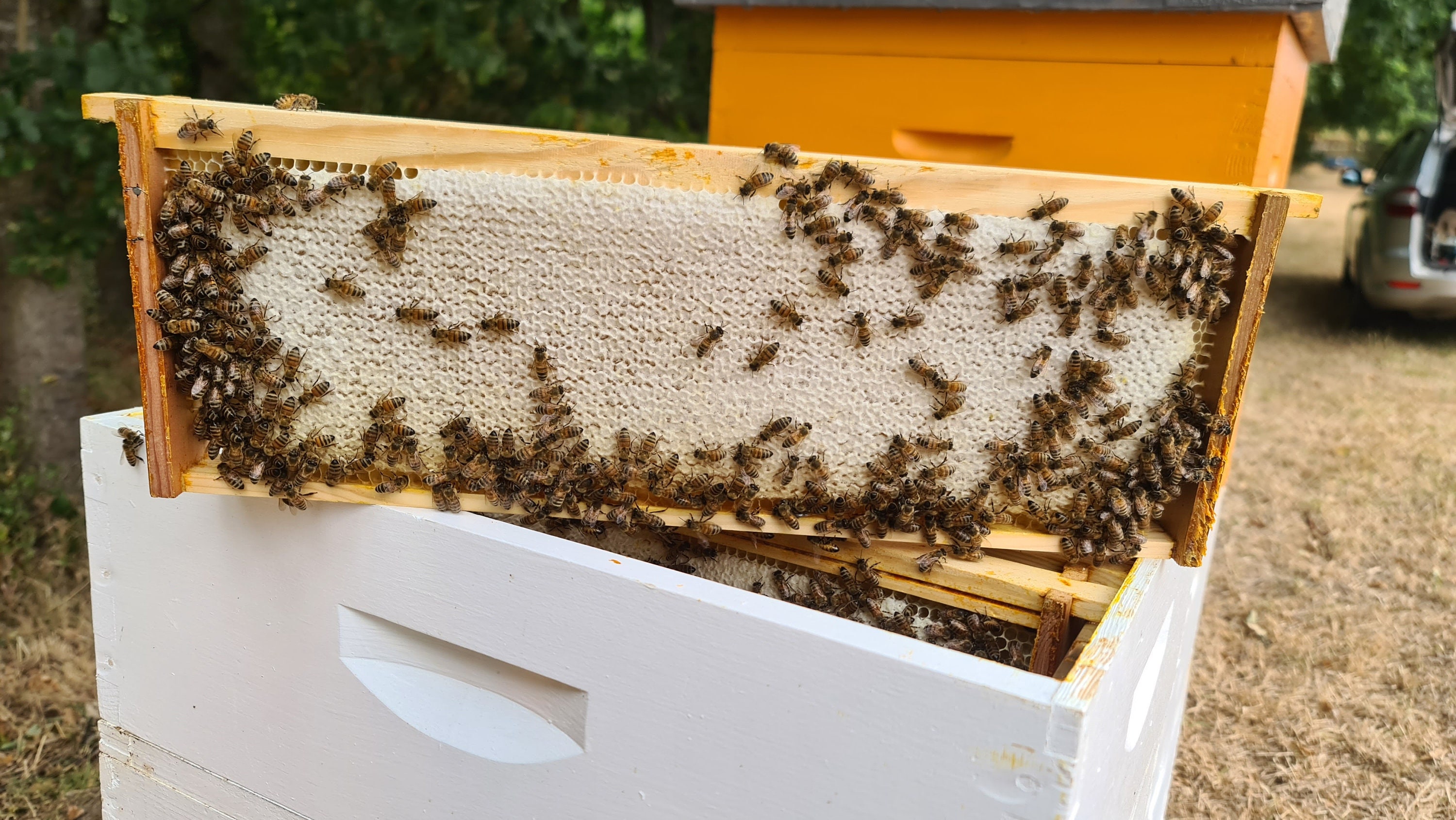 Golden Bees Honey Raw Honey Local Honey Natural Honey London Honey ...