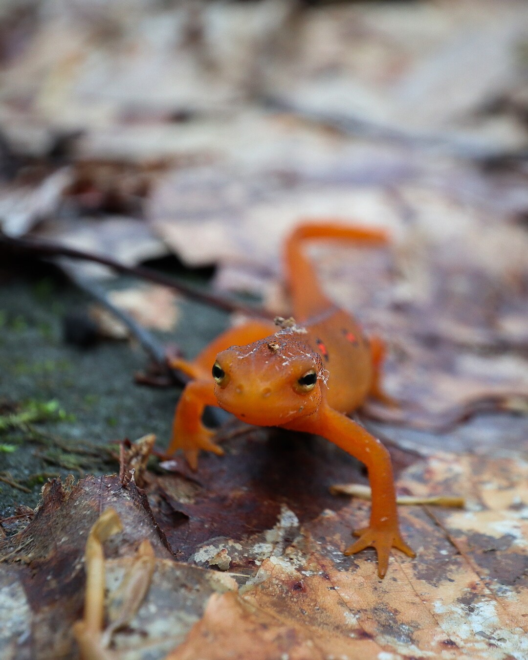 Red-spotted Newt Print Photography by Rob Vaughn - Etsy