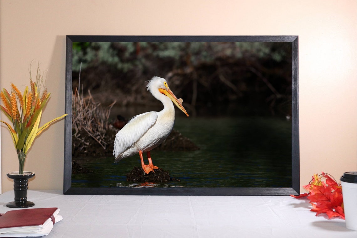 Calm Bird Relaxing | Photo Prints | Wall Art | for Frame | Home Décor ...
