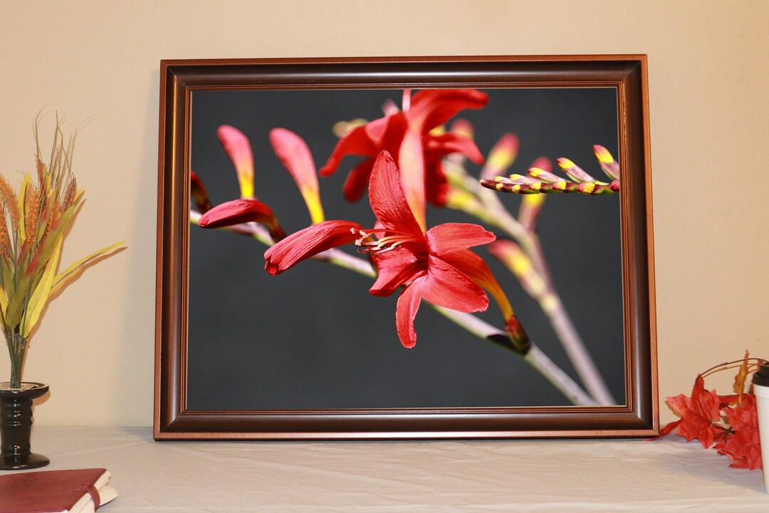 Red Color Flower on Black Background | Flower Photography | Photo ...