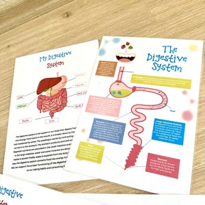 Human Digestive System Anatomy Bundle, About Me Homeschool Curriculum ...
