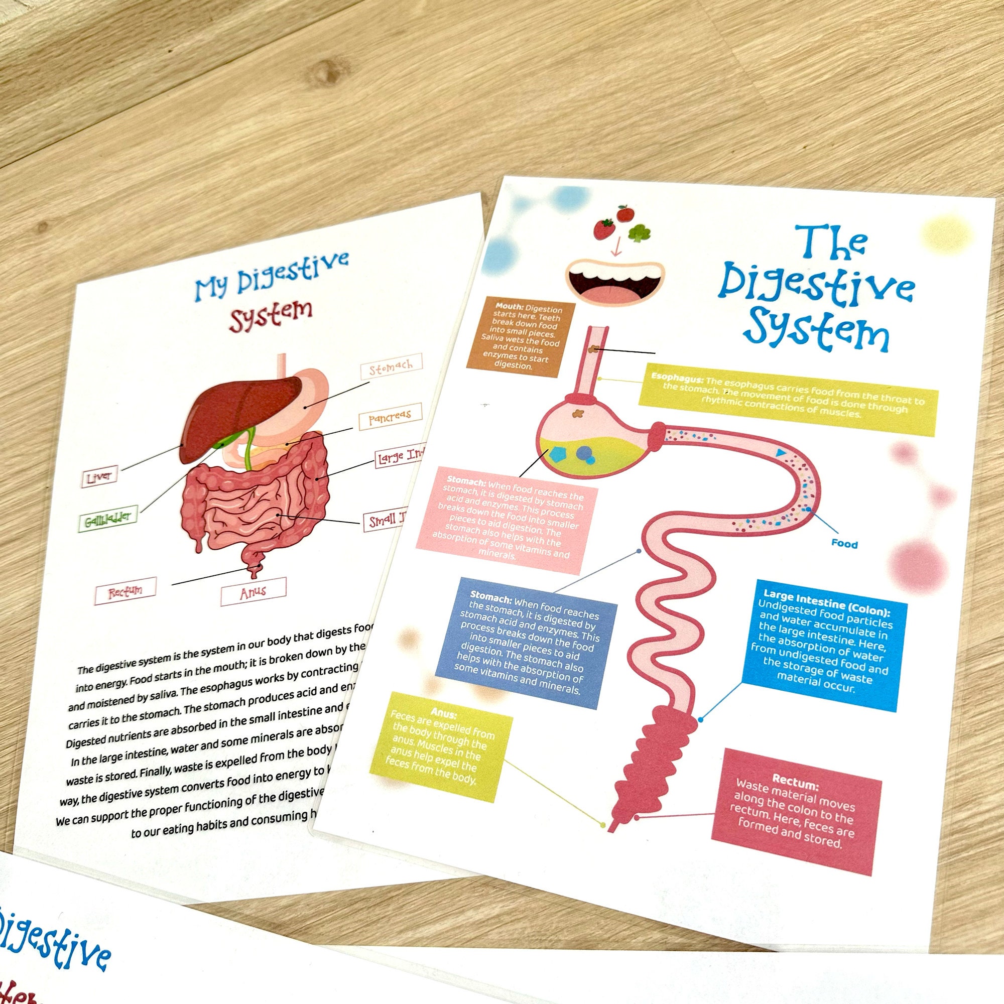Human Digestive System Anatomy Bundle, About Me Homeschool Curriculum ...