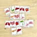 Human Organs Flashcards and Body Facts, Homeschool Montessori Materials ...