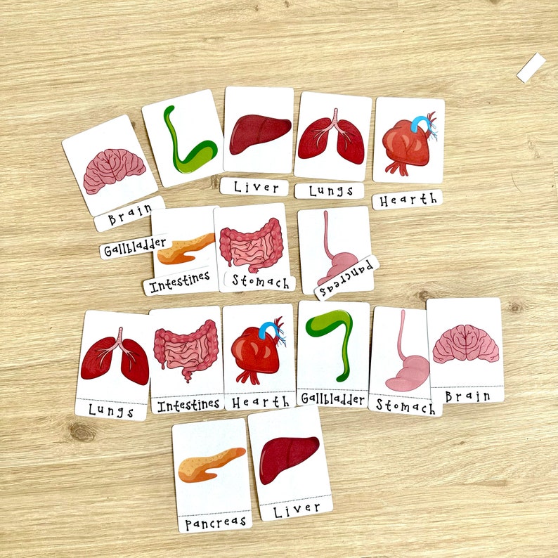 Human Organs Flashcards and Body Facts, Homeschool Montessori Materials ...