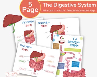 Human Digestive System Anatomy Bundle, About Me Homeschool Curriculum ...