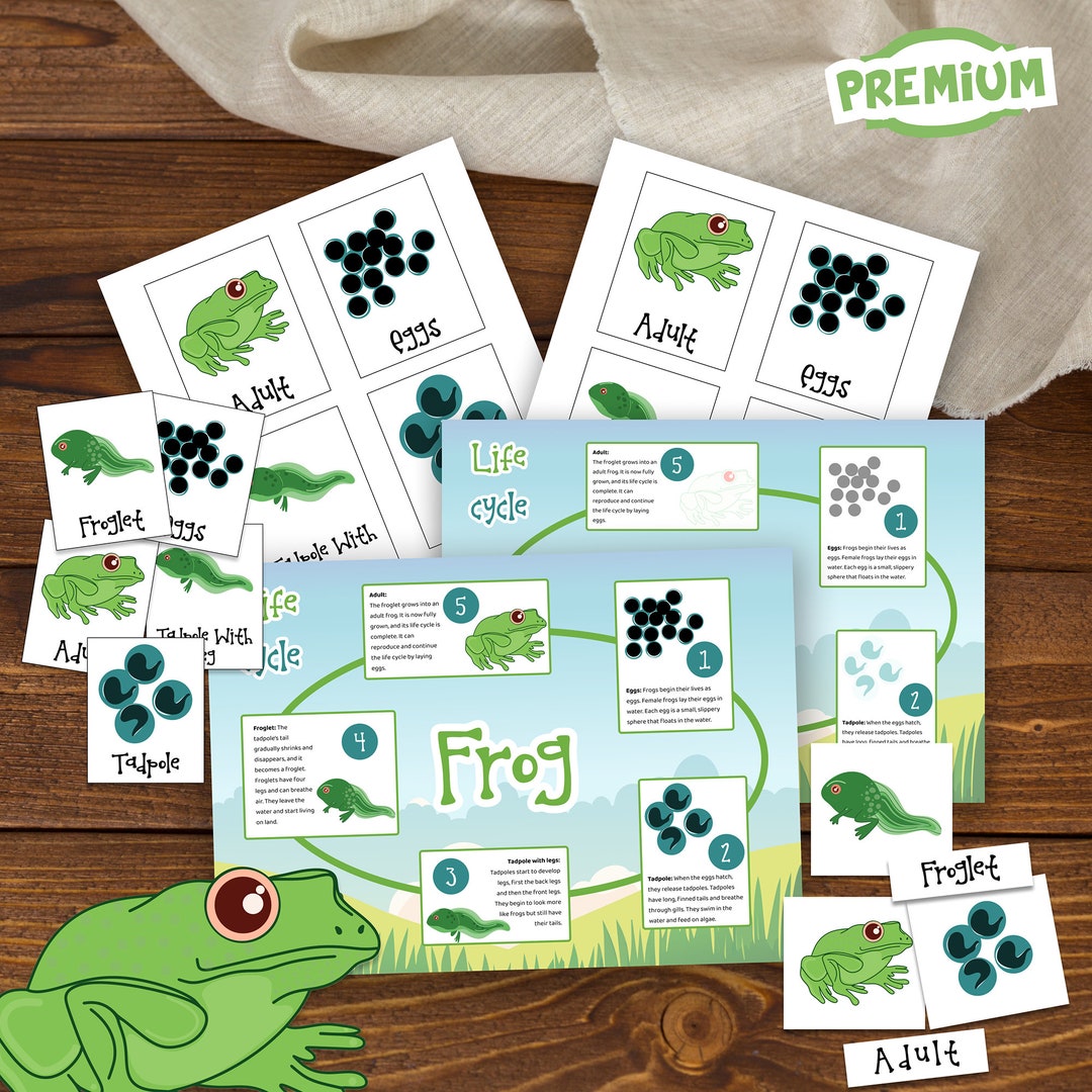 Toddler Busy Book Page Frog Life Cycle, Printable Preschool Activities ...