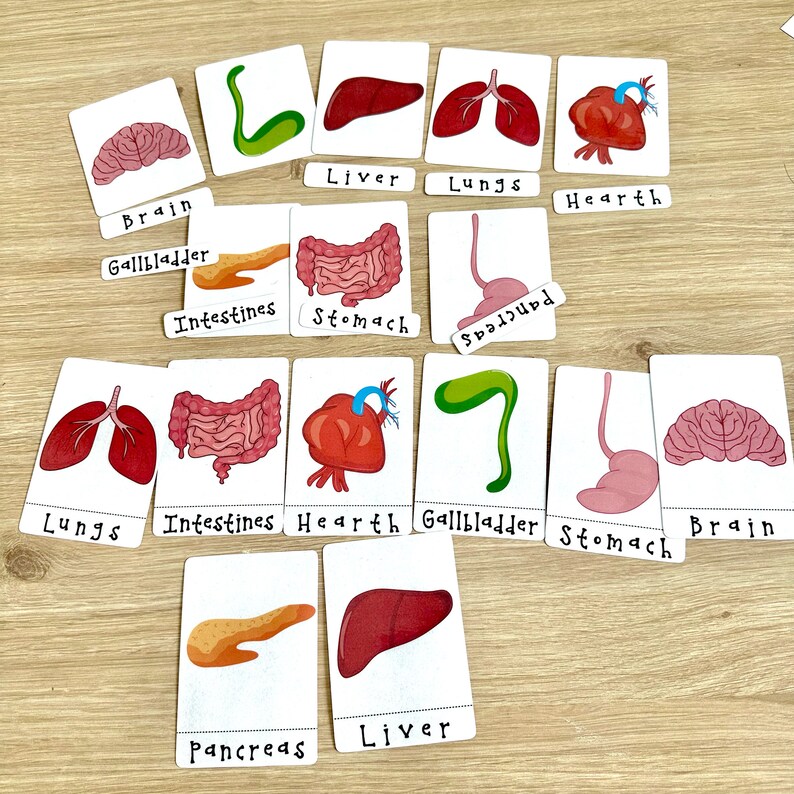 Human Organs Flashcards and Body Facts, Homeschool Montessori Materials ...