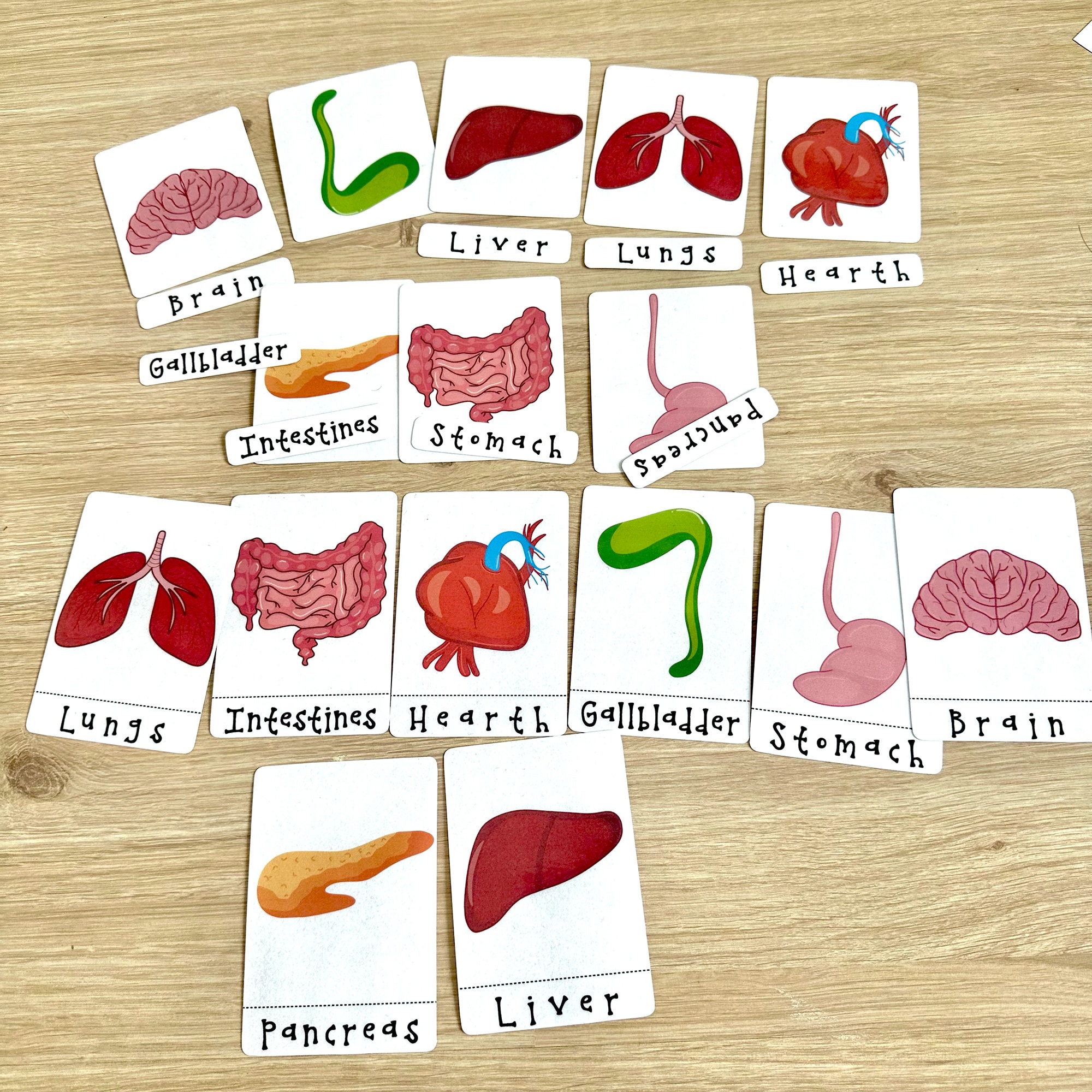 Human Organs Flashcards and Body Facts, Homeschool Montessori Materials ...