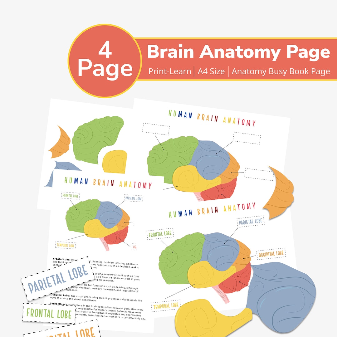 Human Brain Busy Book Page, Printable Montessori Materials, Educational ...