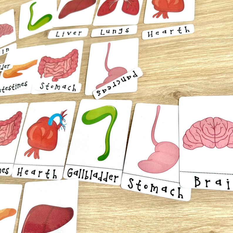 Human Organs Flashcards and Body Facts, Homeschool Montessori Materials ...