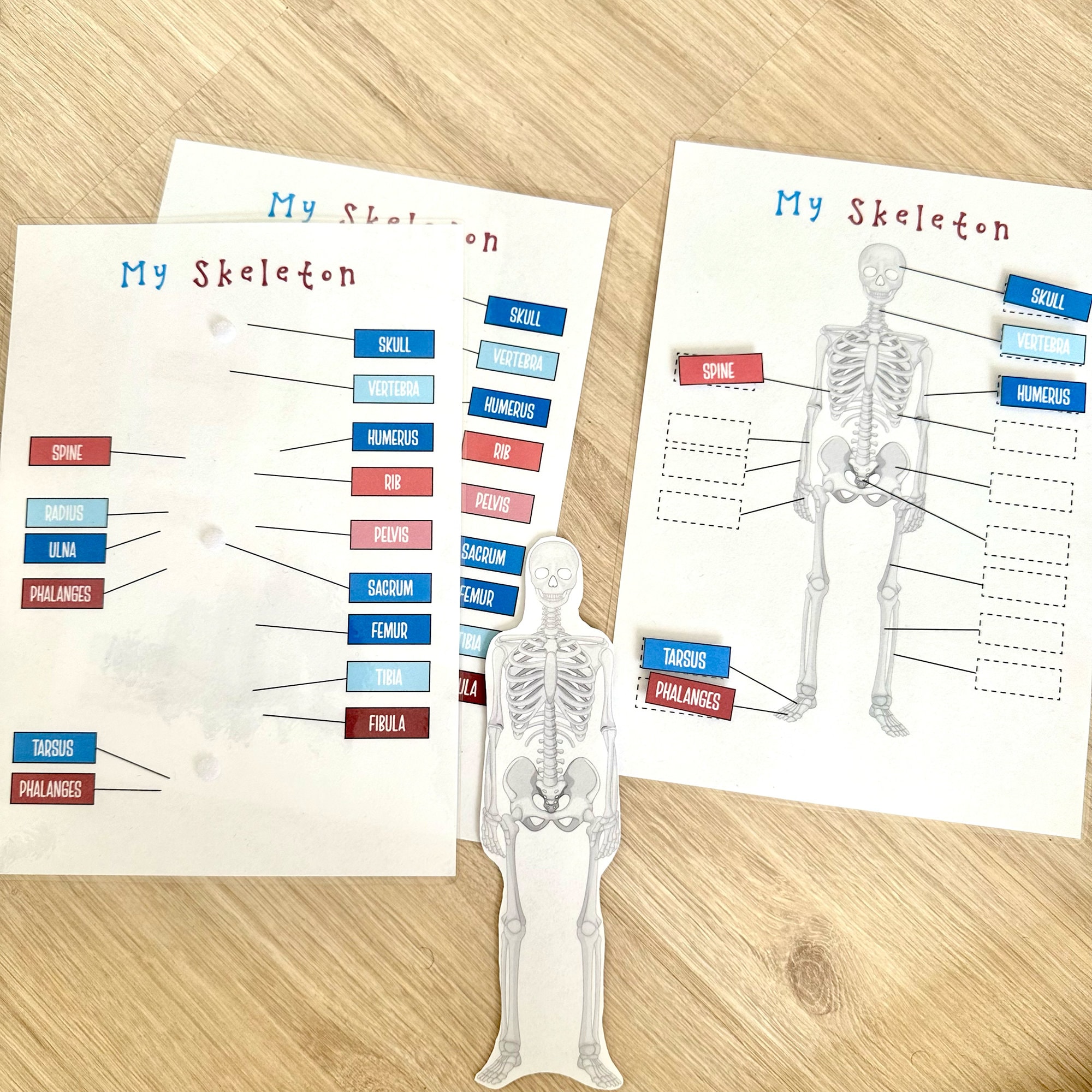 Human Skeleton Busy Book Page, Printable Montessori Materials ...