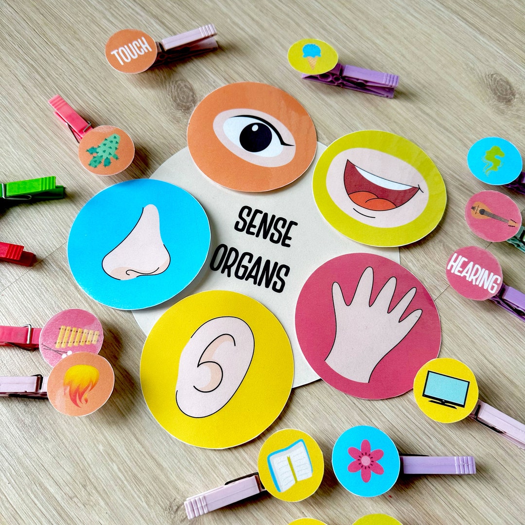 Five Senses Sorting Activity Printable, 5 Senses Sorting, Homeschool ...