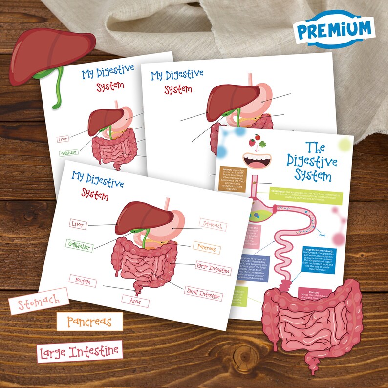 Human Digestive System Anatomy Bundle, About Me Homeschool Curriculum ...