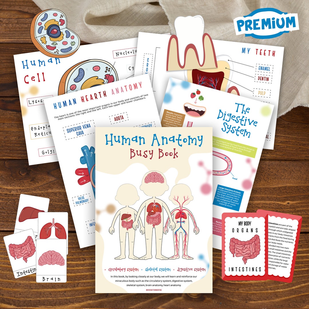 Human Anatomy Busy Book, Printable Preschool, Worksheets Homeschool ...