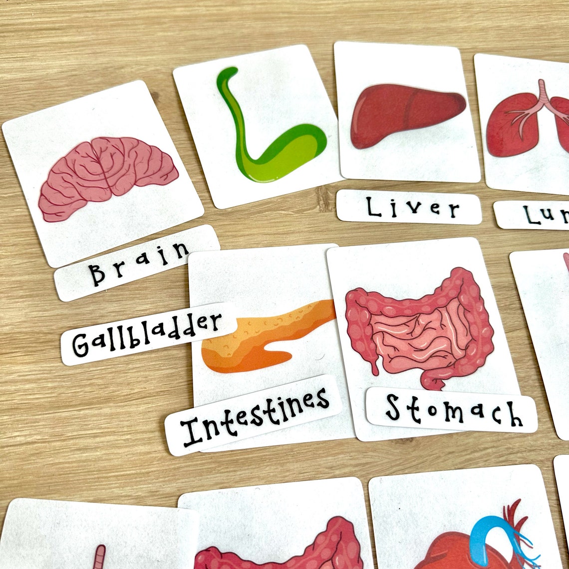Human Organs Flashcards and Body Facts, Homeschool Montessori Materials ...