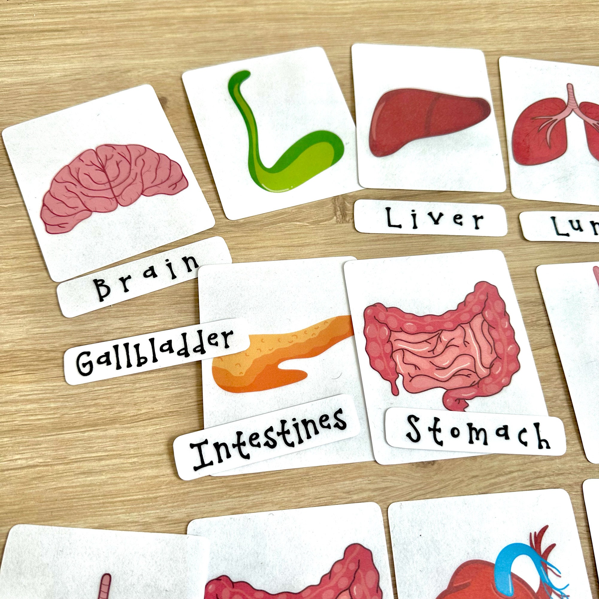 Human Organs Flashcards and Body Facts, Homeschool Montessori Materials ...