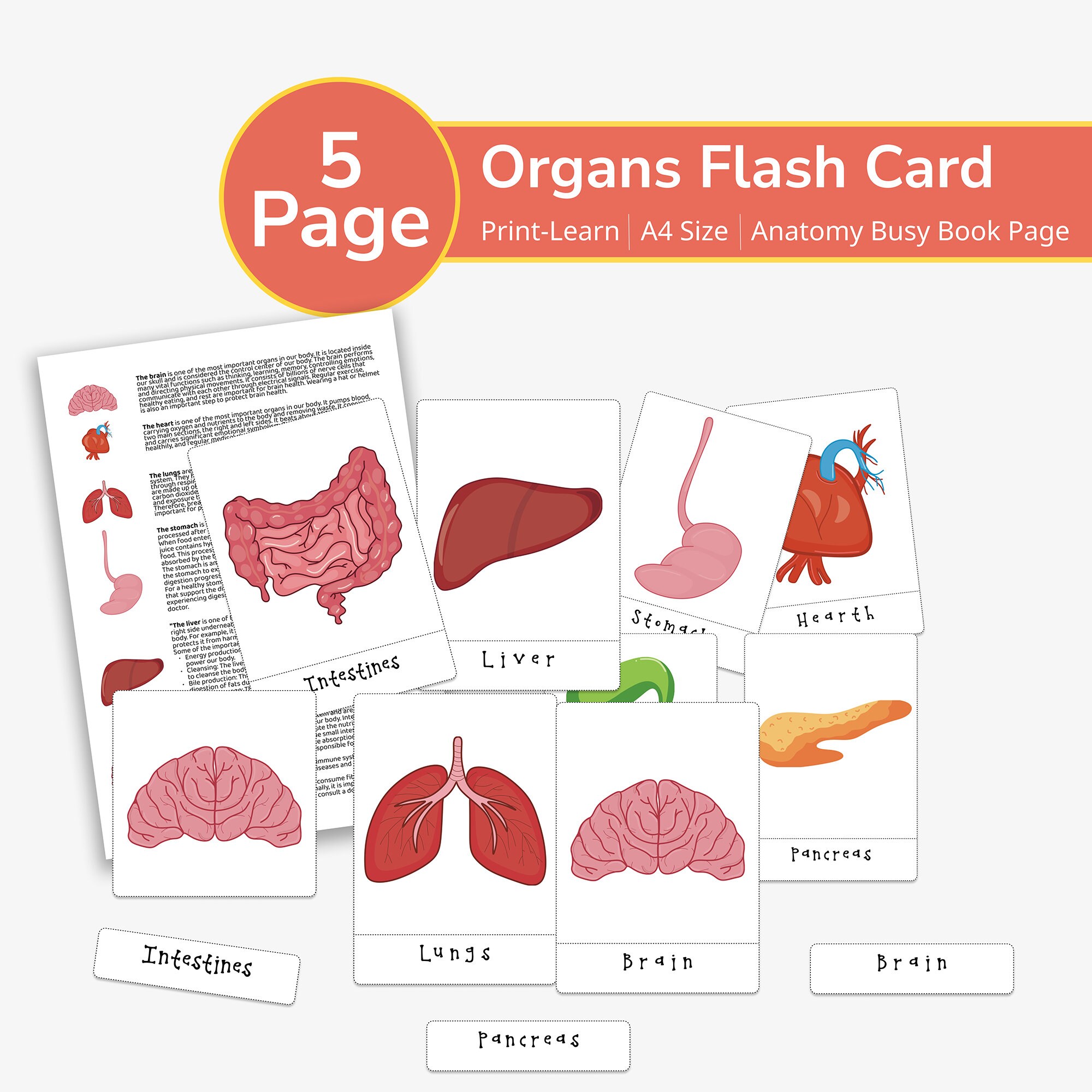 Human Organs Flashcards and Body Facts, Homeschool Montessori Materials ...