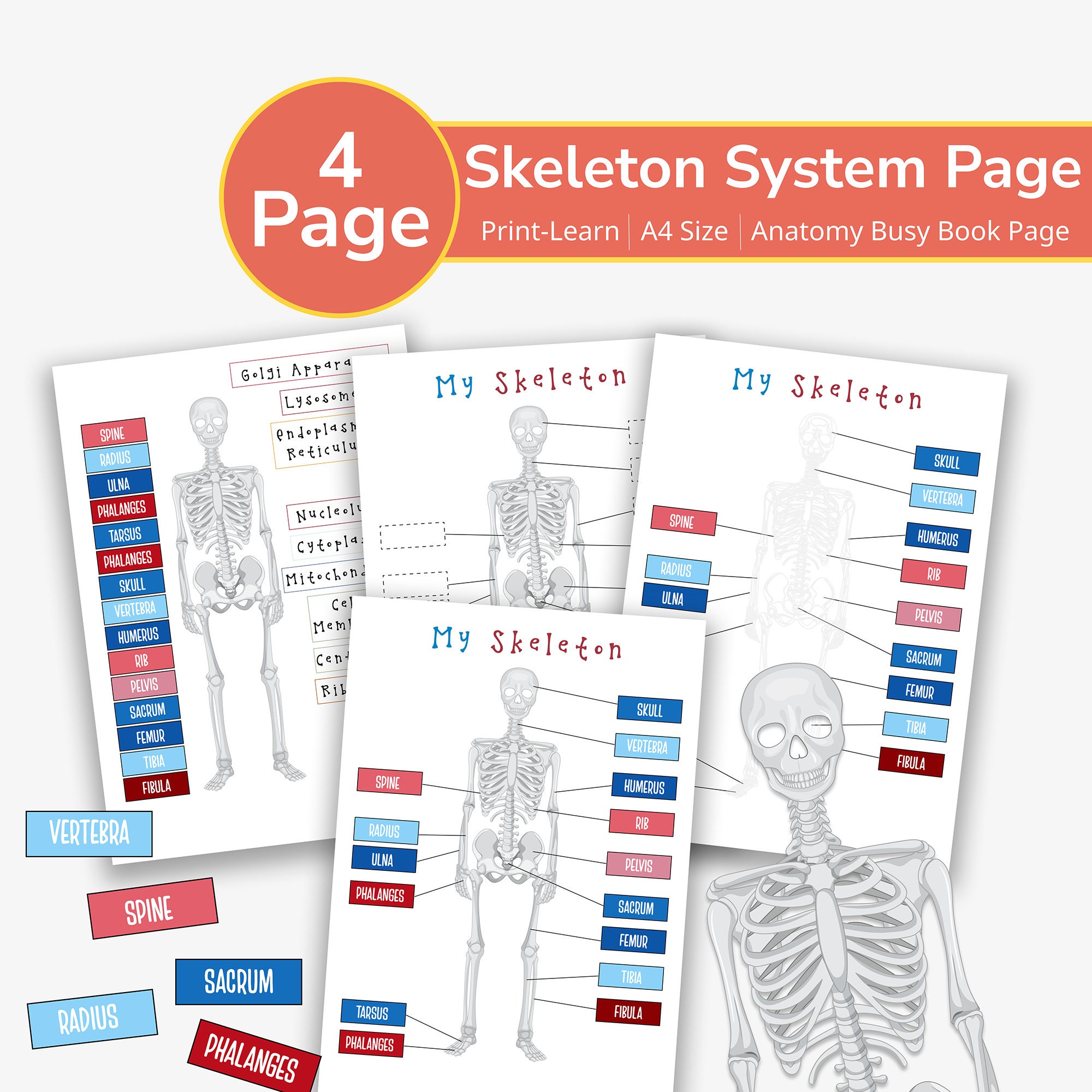Human Skeleton Busy Book Page, Printable Montessori Materials ...