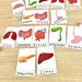 Human Organs Flashcards and Body Facts, Homeschool Montessori Materials ...
