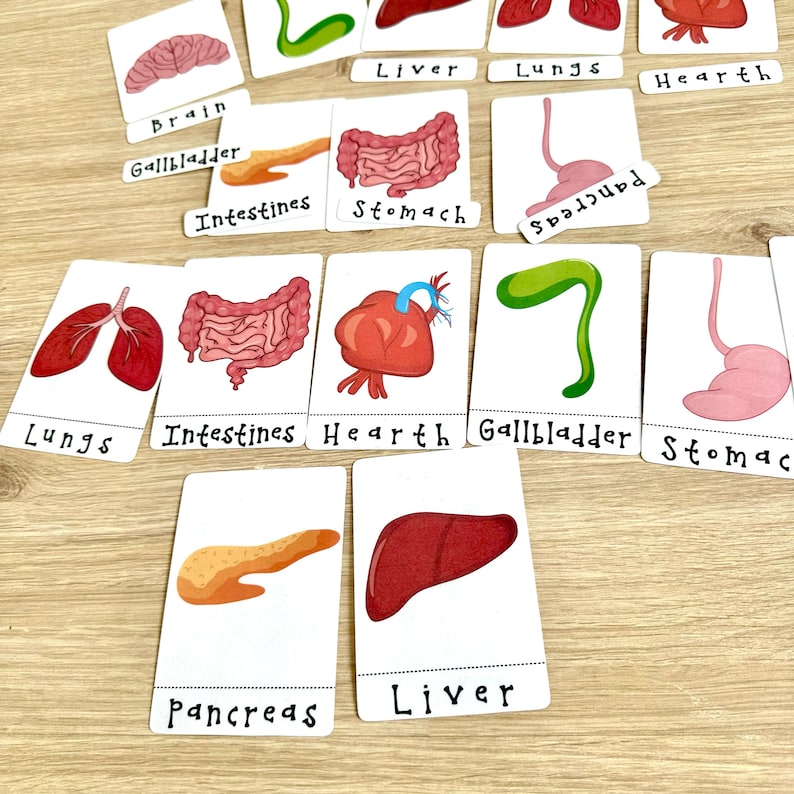 Human Organs Flashcards and Body Facts, Homeschool Montessori Materials ...